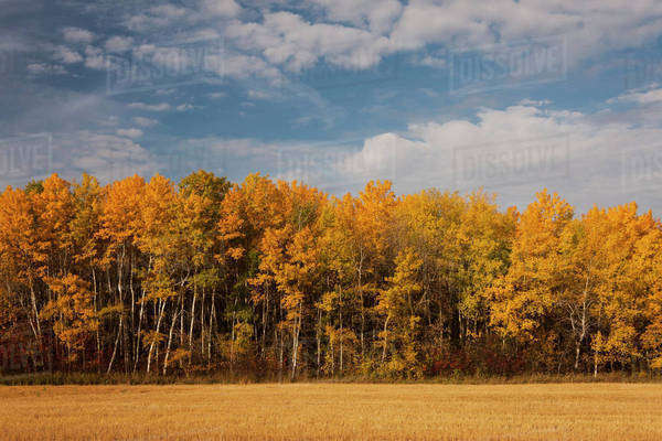 Landscape and deciduous trees in a forest with autumn colours; Manitoba ...