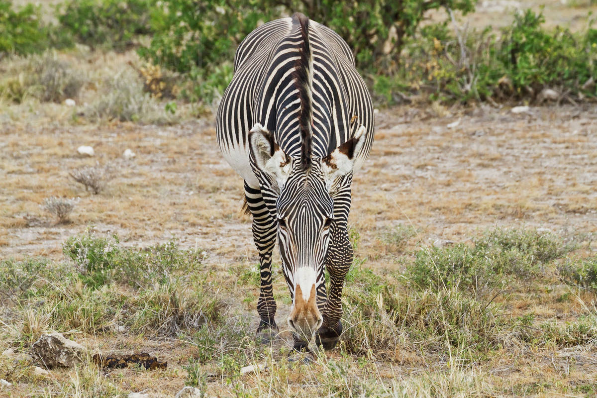 Grevy's zebra (Equus grevyi), Buffalo Springs National Reserve; Kenya ...