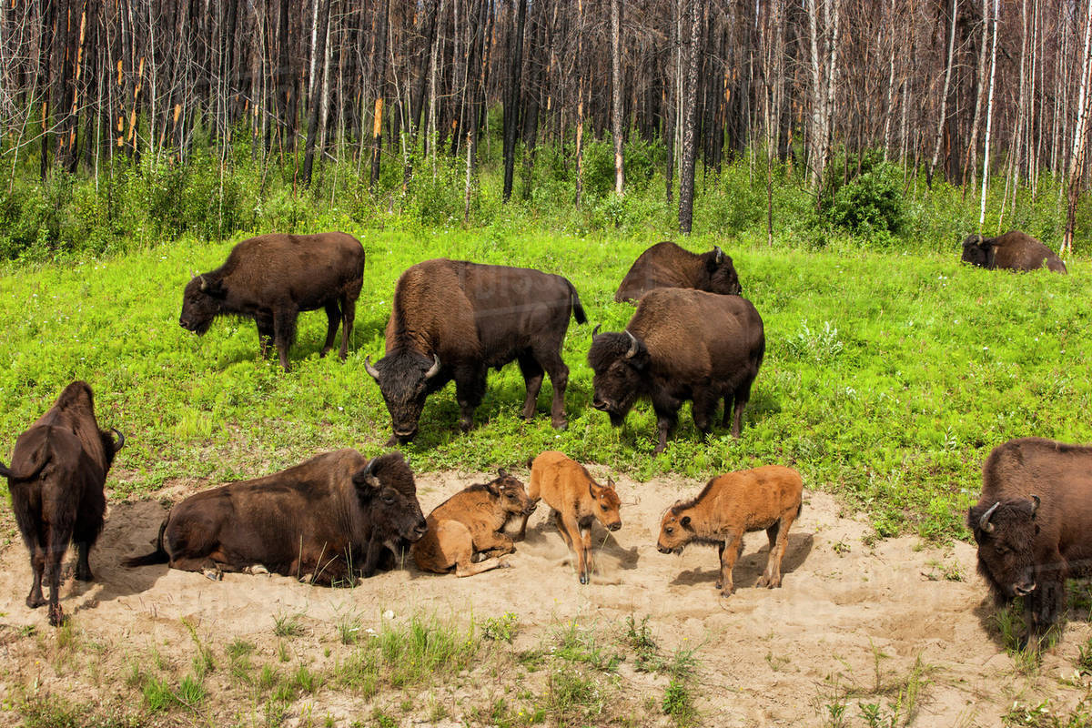 A group of Buffalo with newborn calves alongside the Alaska Highway ...