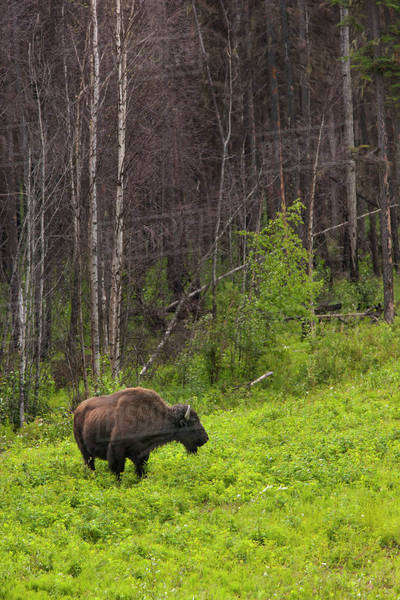 A Buffalo alongside the Alaska Highway north of Liard Hot Springs ...