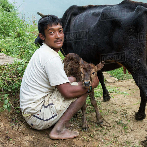 A Man With A Cow And Calf On The Side Of A Dirt Road; Punakha, Bhutan ...