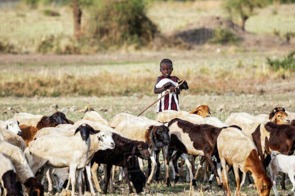 Masai sheep herder; Arusha Region, Tanzania - Stock Photo - Dissolve