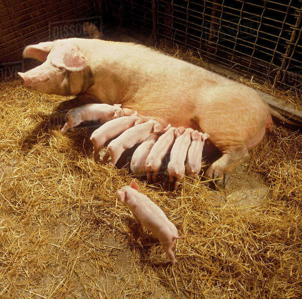 Livestock - A sow pig (swine) nursing her brood of piglets / Ontario ...