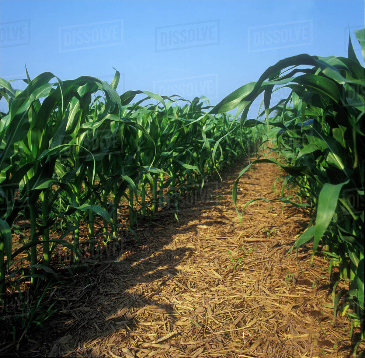 Agriculture - Rows of mid growth grain corn plants prior to the ...