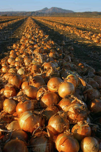 Agriculture - Large field of yellow onions, in late afternoon light ...