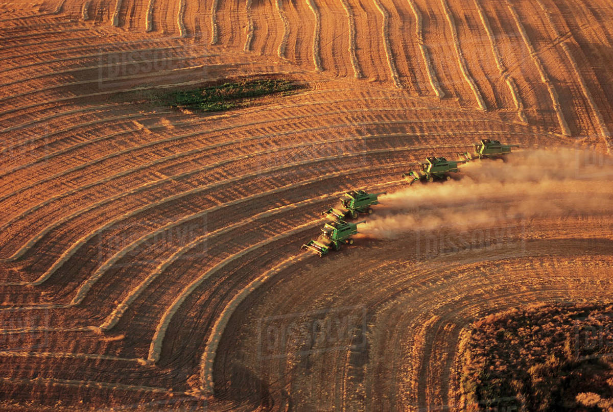 Aerial View Of Four Combines Harvesting Windrowed Wheat West Of Regina ...