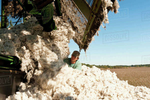 Pushing Cotton Back Into The Module Maker Of A Cotton Picker To Keep It ...
