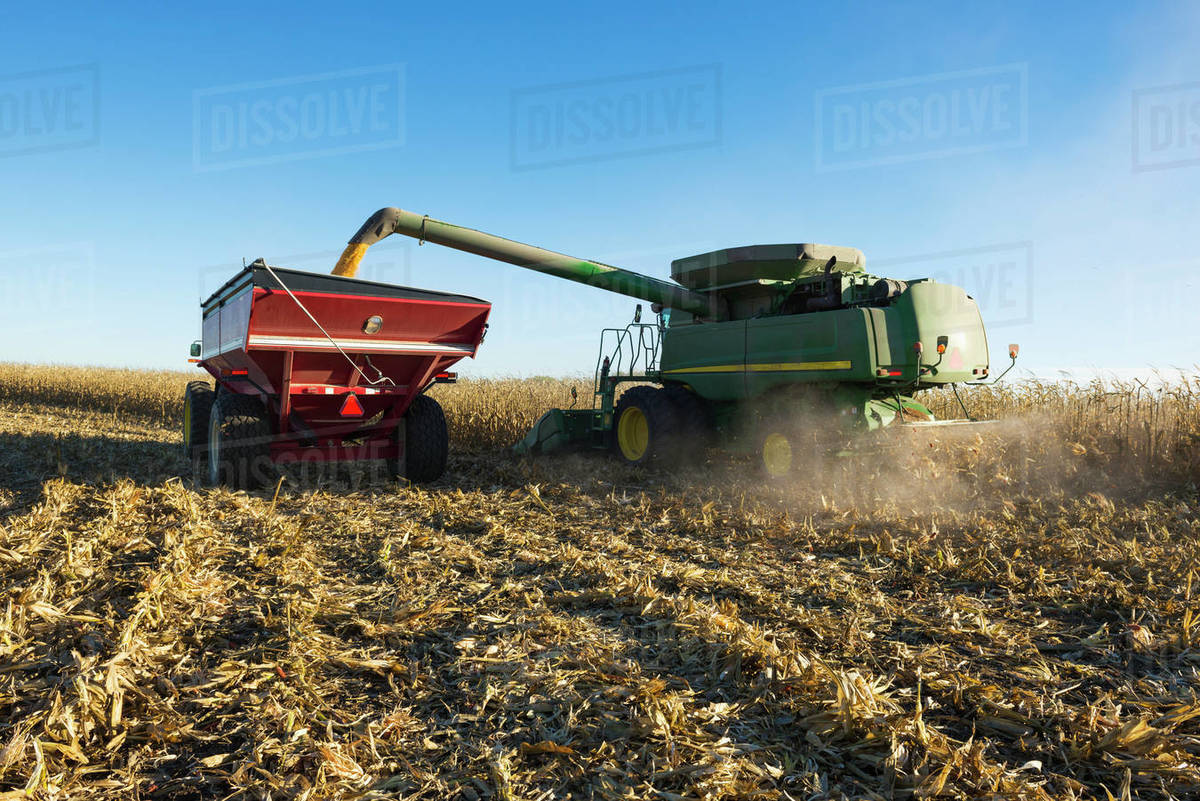 A Farmer Augers Yellow Grain Corn From A Combine Into A Grain Wagon ...