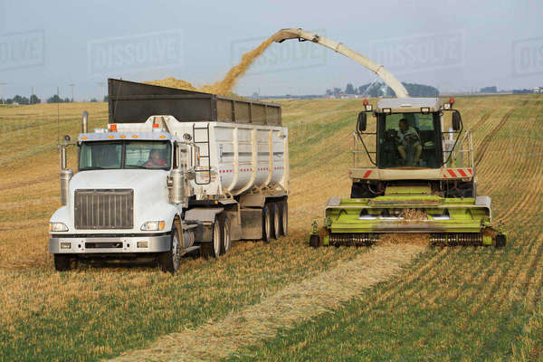 A Silage Chopper Collecting Windrows Of Cut Wheat In A Field And ...