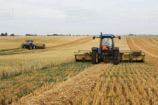 Two Swathers Cutting And Windrowing A Field Of Mature Wheat, South Of ...
