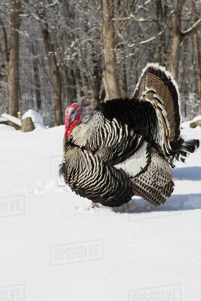 Male Narragansett Turkey Displaying Free Ranging In Snow, Rare Legacy ...