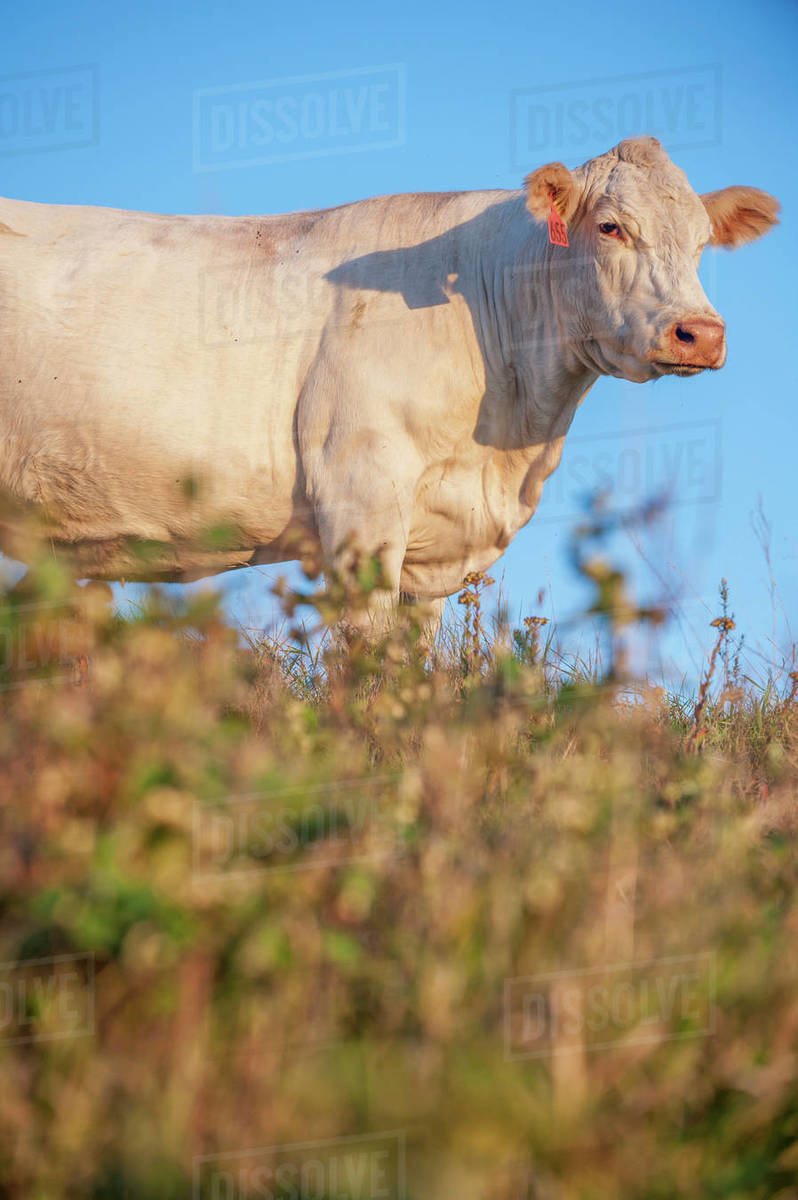A Charolais Beef Cow In A Pasture With Tag In Ear Against Blue Sky ...