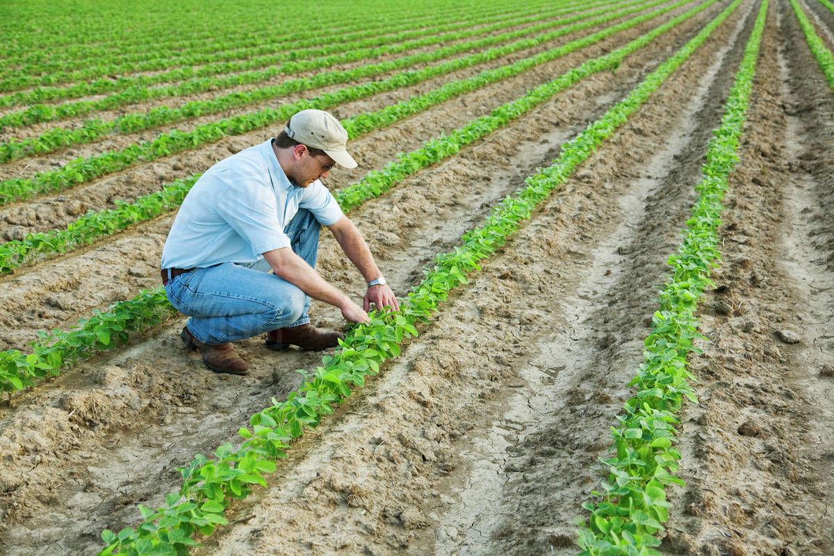 Agriculture - A farmer (grower) inspects his early growth crop of ...