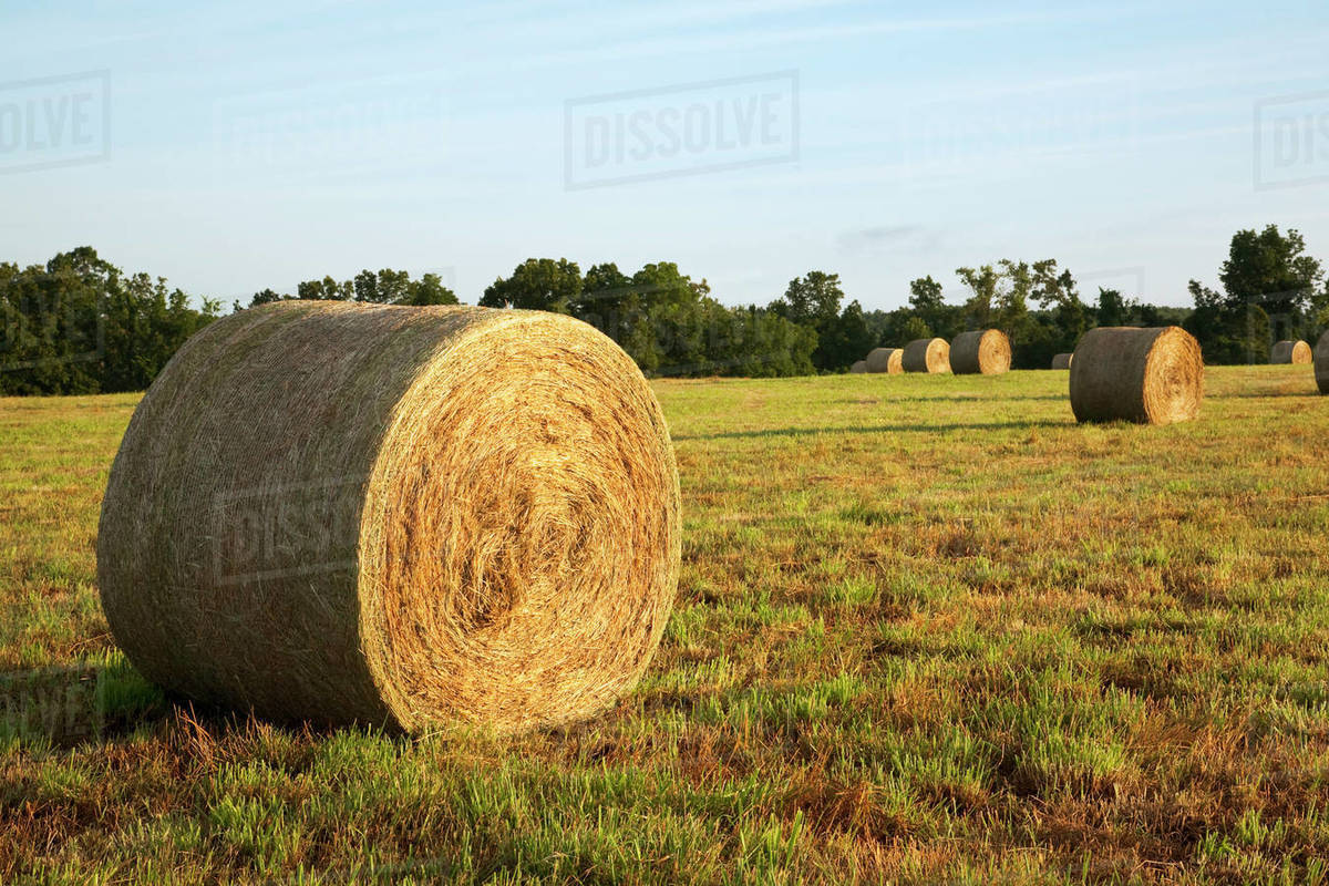 Agriculture - Large round grass hay bales in an Ozark Mountains hay ...
