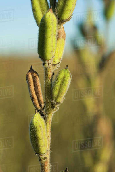 Agriculture - Closeup of maturing sesame pods nearing harvest stage ...