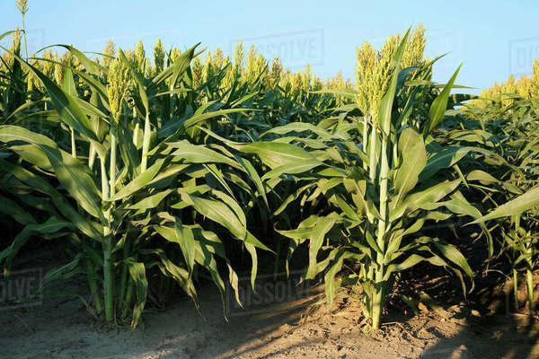 Agriculture - Sideview of grain sorghum (milo) plants with fully formed ...