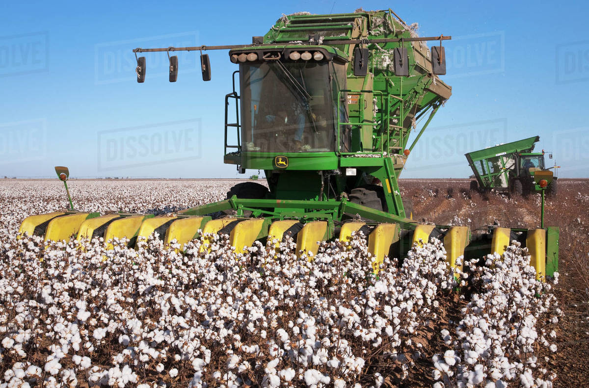 Agriculture - An 8-row John Deere cotton stripper harvests a field of ...