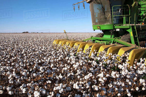 Agriculture - Closeup of the stripper head of an 8-row John Deere ...