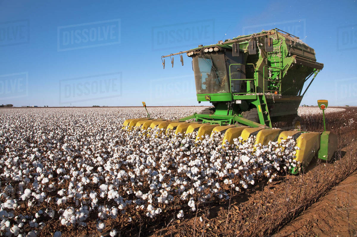 Agriculture - An 8-row John Deere cotton stripper harvests a field of ...
