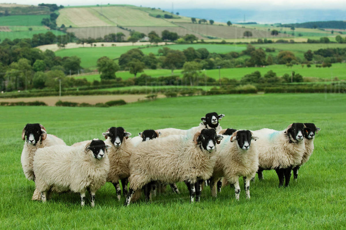 Livestock - Swaledale wether (castrated male) lambs on rented mild ...
