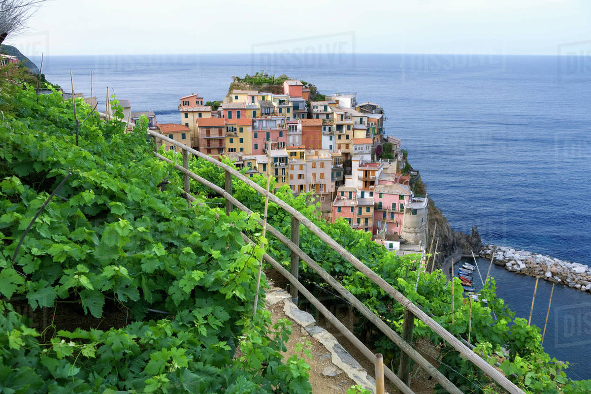 Agriculture - Wine grape vineyards high on the steep hillside above the ...