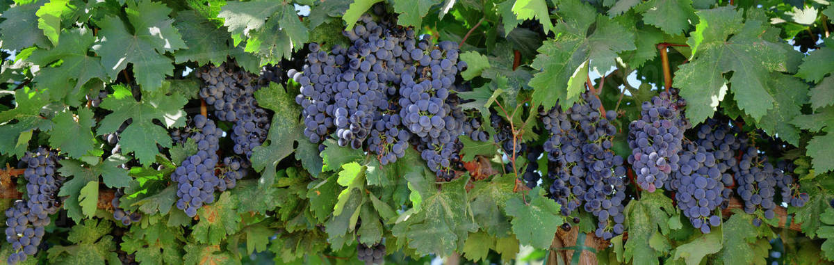 Agriculture - Ripe Clusters Of Ribier Table Grapes On The Vine / Fresno ...