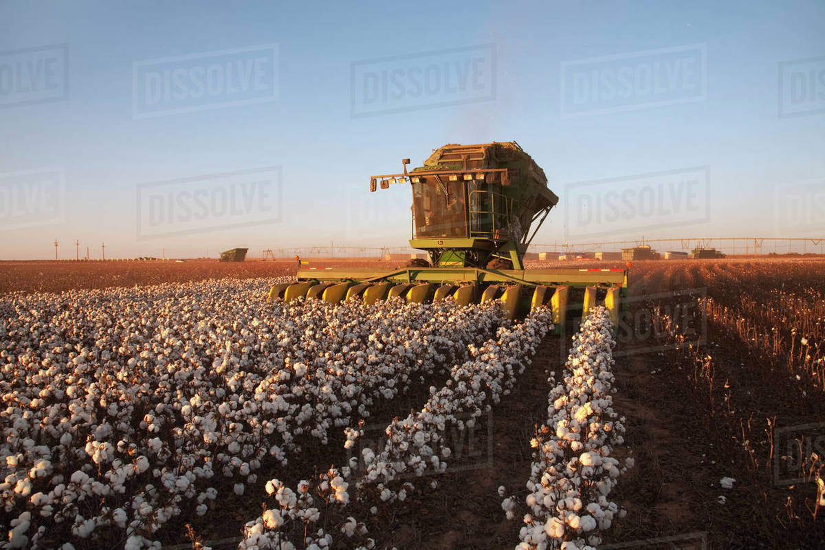 Agriculture - An 8-row John Deere cotton stripper harvests a field of ...
