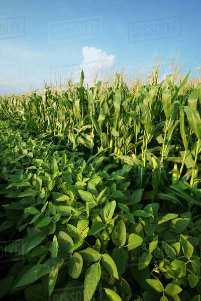 Agriculture - Side-by-side mid growth crops of soybeans (left) and ...