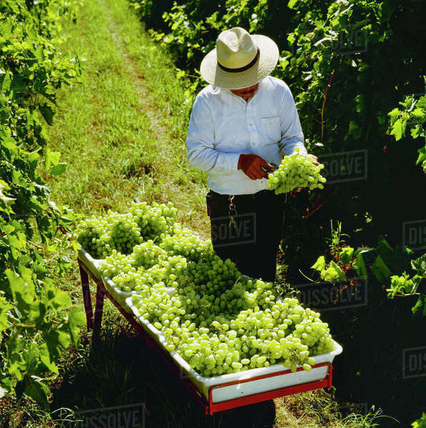 Agriculture - Field Worker Trimming Bunches Of Harvested Thompson ...
