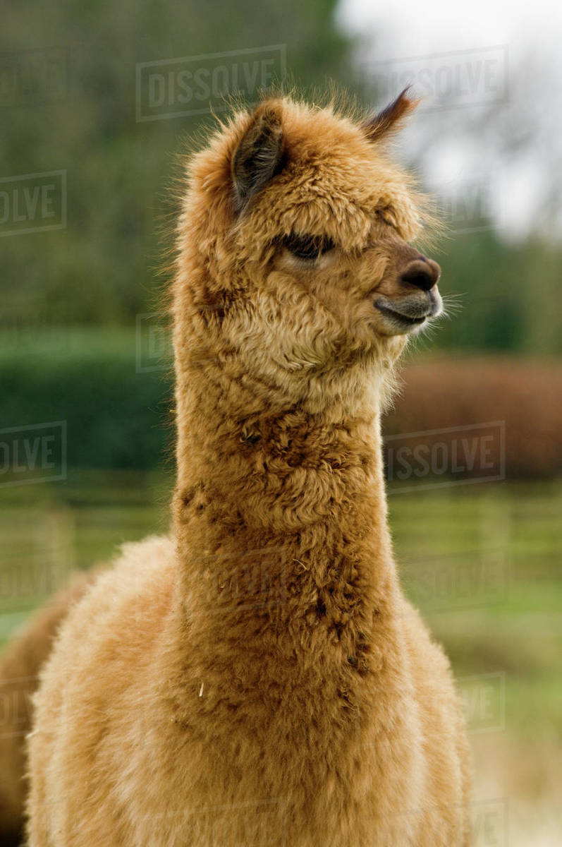 Livestock - Closeup of a brown alpaca paco adult on a pasture during ...
