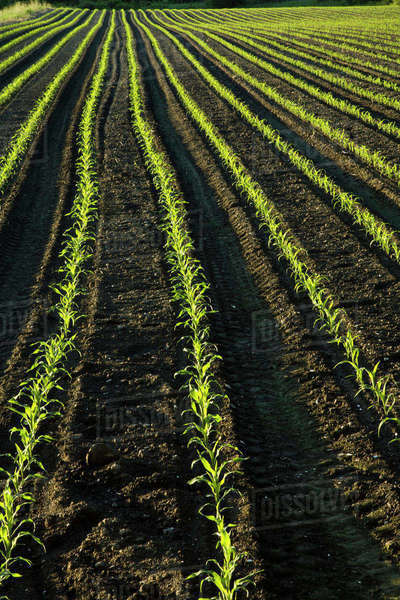 Agriculture - Field of early growth sweet corn plants at a local family ...