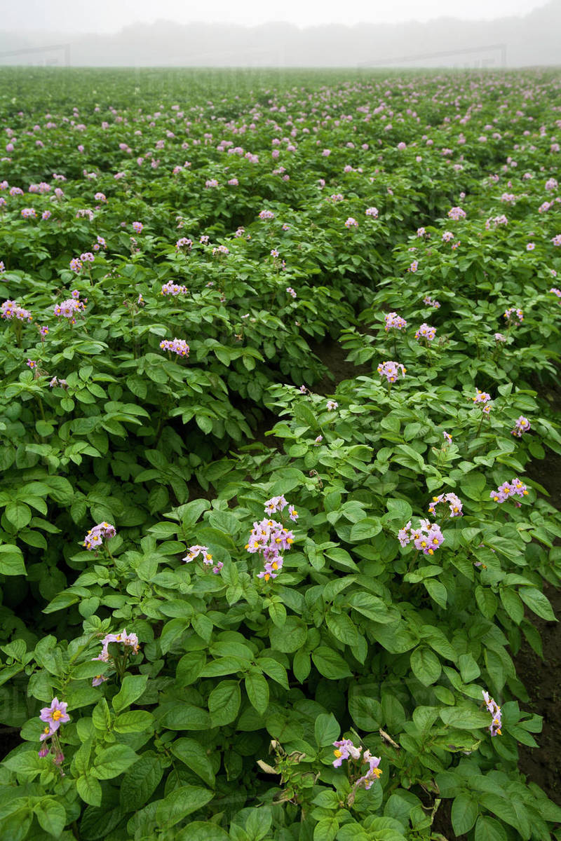 Agriculture - Field of mid growth blooming potato plants at a local ...