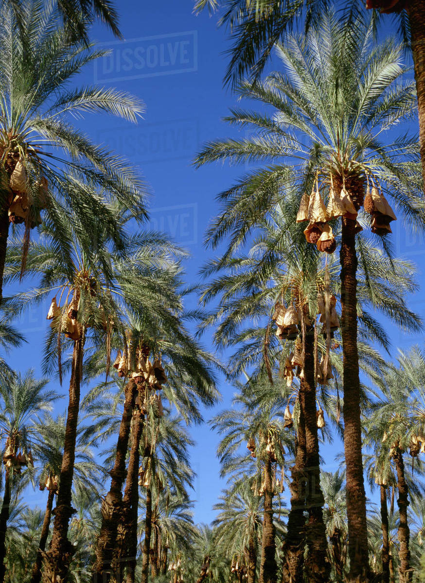 Agriculture - Date palm trees with dates nearly ready to harvest ...