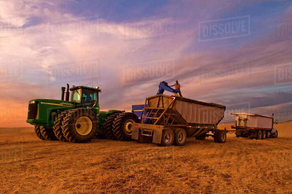 Agriculture - A truck driver supervises the loading of his grain truck ...