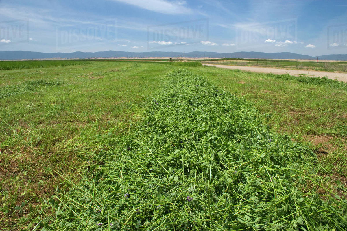 Agriculture - Healthy swathed alfalfa drying in a windrow in mid spring ...