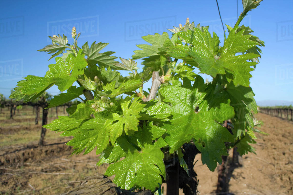 Agriculture - Spring foliage of wine grapevines showing early formation ...