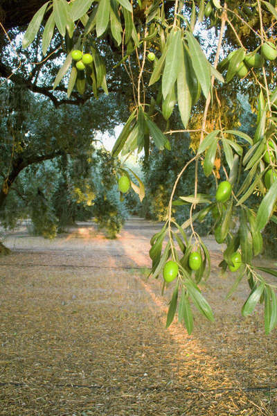 Agriculture - Mature Sevillano brine cured table olives on the tree ...