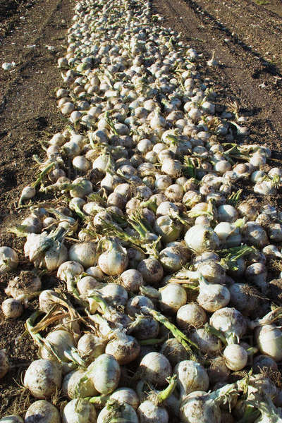 Agriculture - White onions that have been dug up are curing in the ...