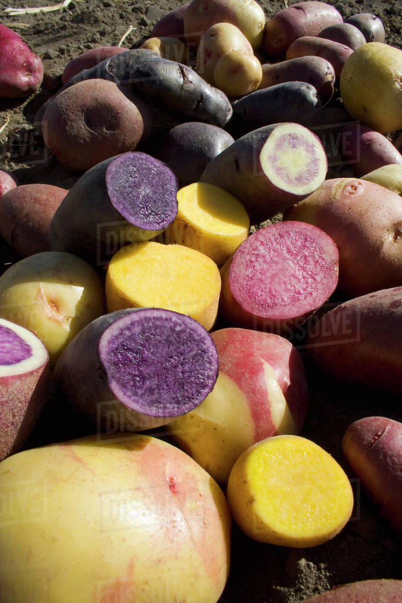 Agriculture - Harvested colored potatoes in the field / Klamath Falls ...