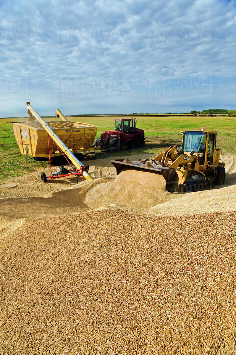 Agriculture - Stockpiled harvested oats on the side of a field are ...