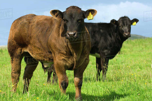 Livestock - Six month old crossbred beef calves on a green pasture ...
