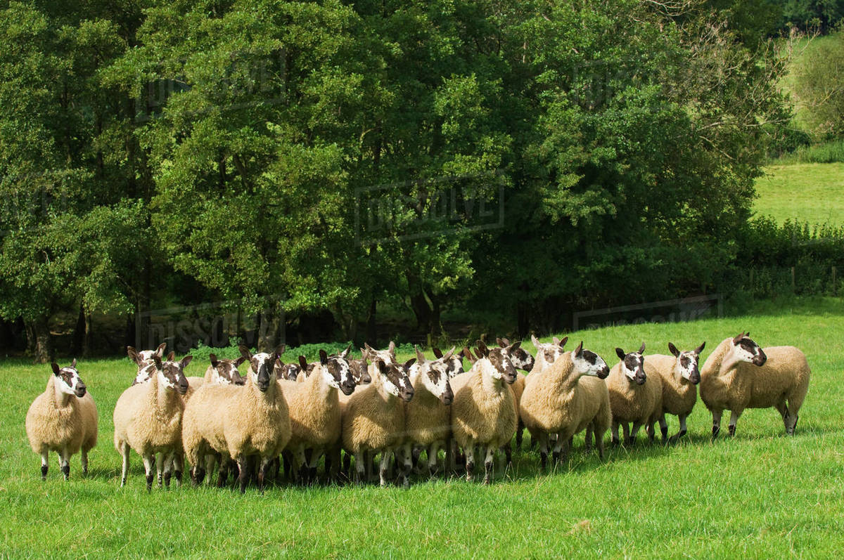 Livestock - Flock of Beulah Speckle Faced mule (crossbred) gimmer ...