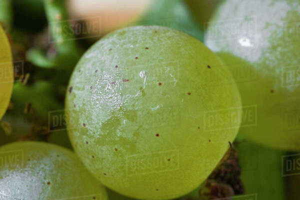 Agriculture - European Grapevine Moth (Lobesia botrana) empty shell of ...