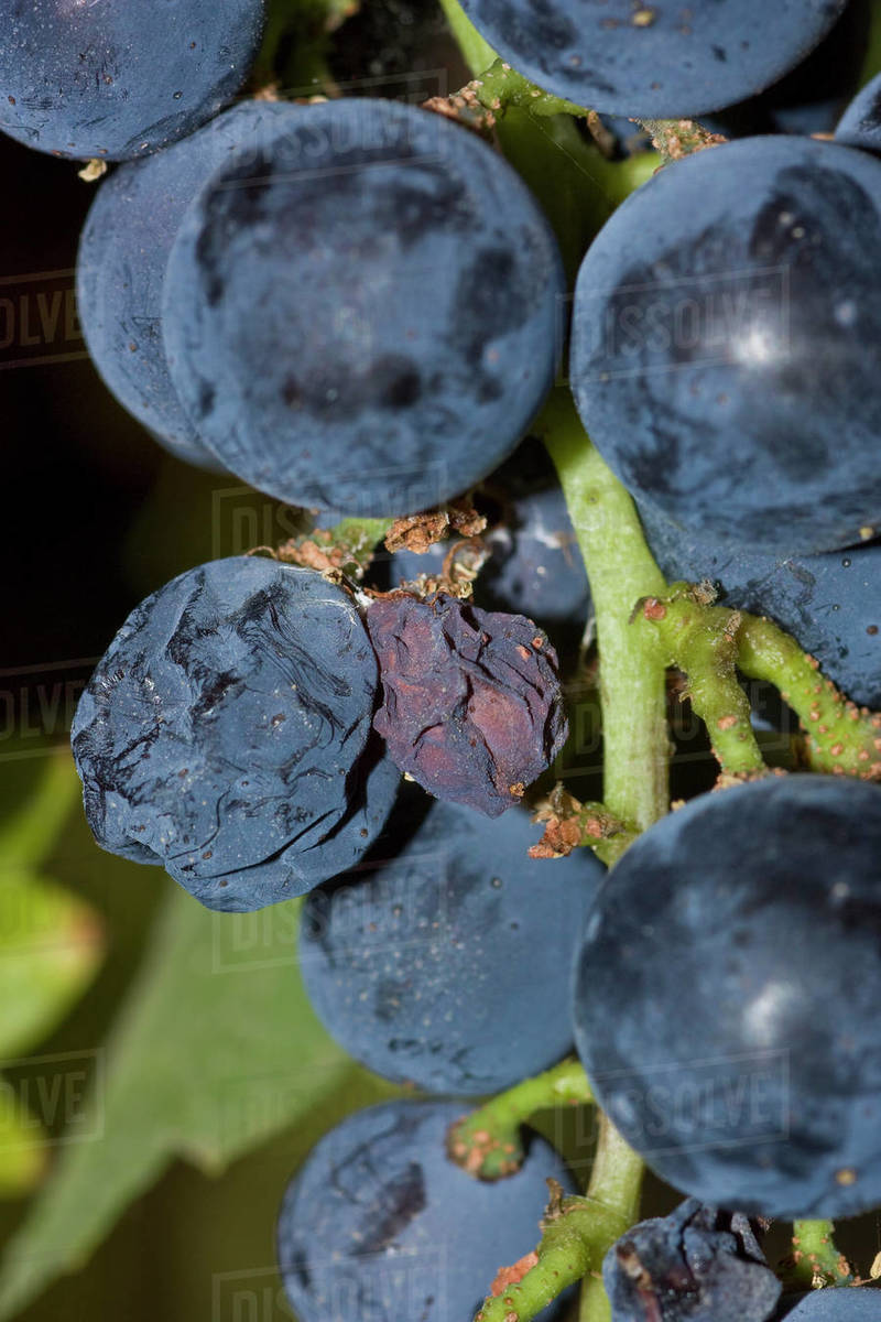 Agriculture - European Grapevine Moth (Lobesia botrana) damage symptoms ...