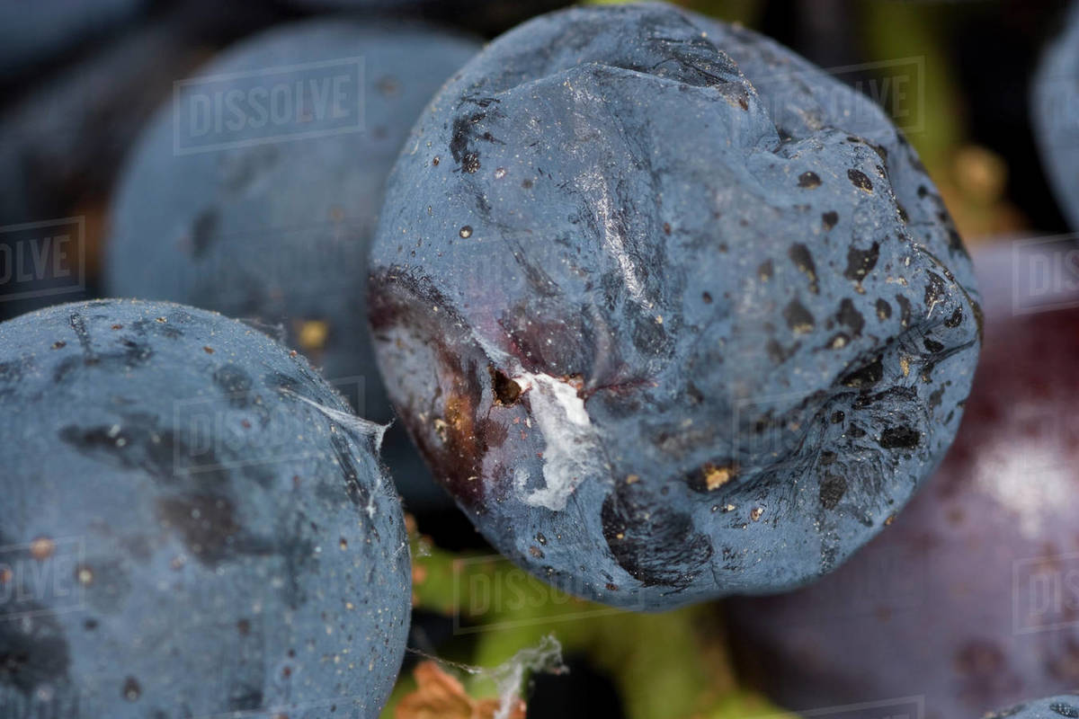 Agriculture - European Grapevine Moth (Lobesia botrana) late season ...