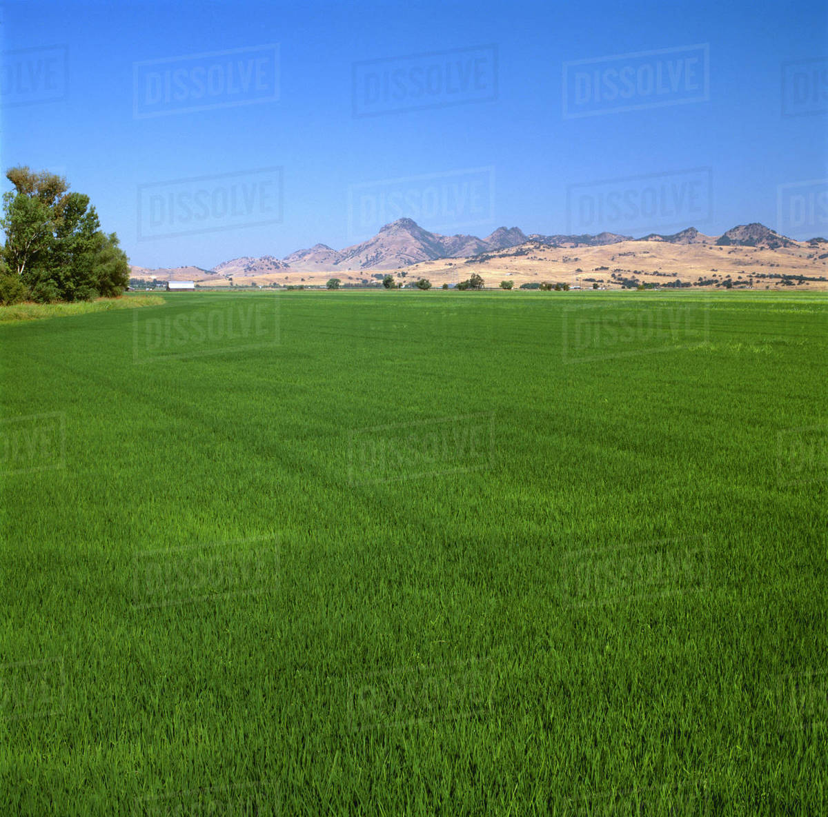 Agriculture - Early season rice field prior to the rice plants heading ...