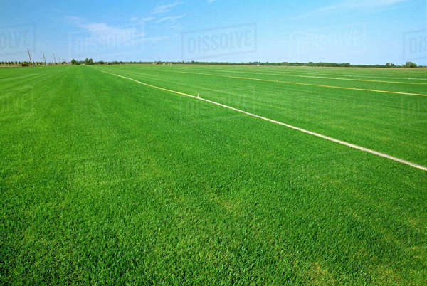 Agriculture - Healthy crop of grass / sod at a commercial sod farm ...