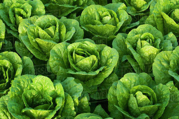 Agriculture - Closeup of heads of healthy mature Romaine lettuce ...