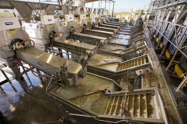 Agriculture - Pistachio processing facility; the freshly harvested nuts ...