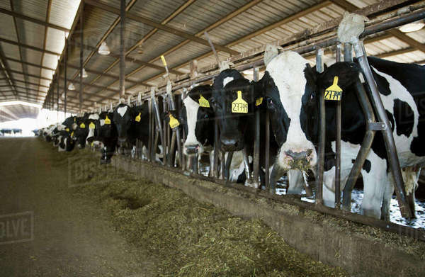Livestock - Curious Holstein dairy cows feed on silage in a freestall ...